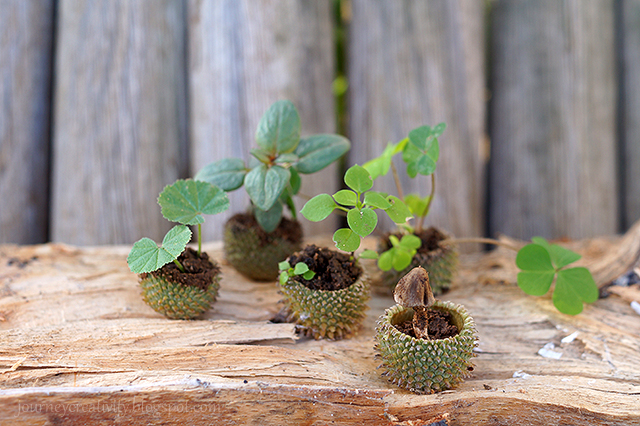 Acorn plant pot - Journey into Creativity