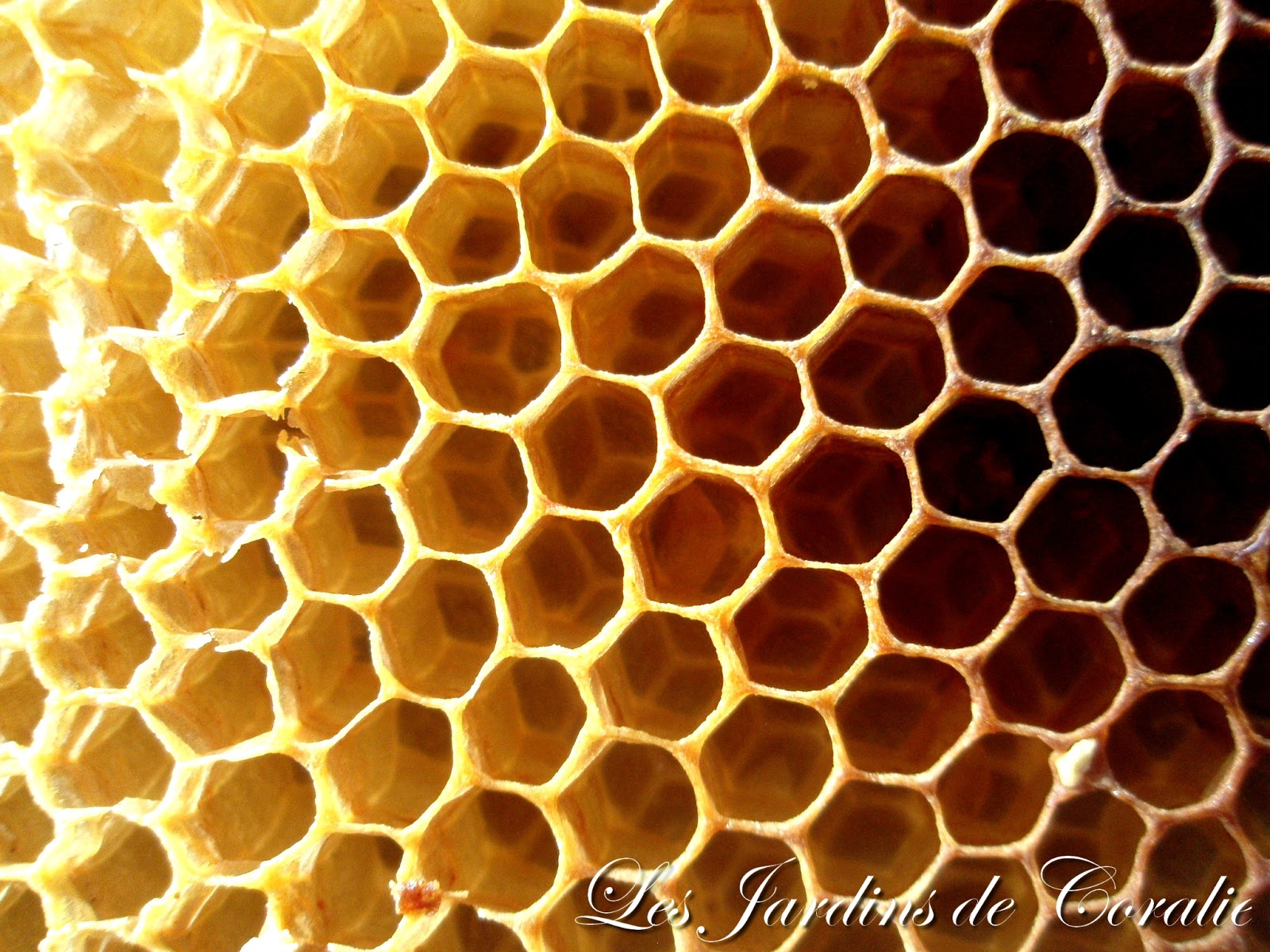 Les Jardins de Coralie: La cire d'abeille : purification