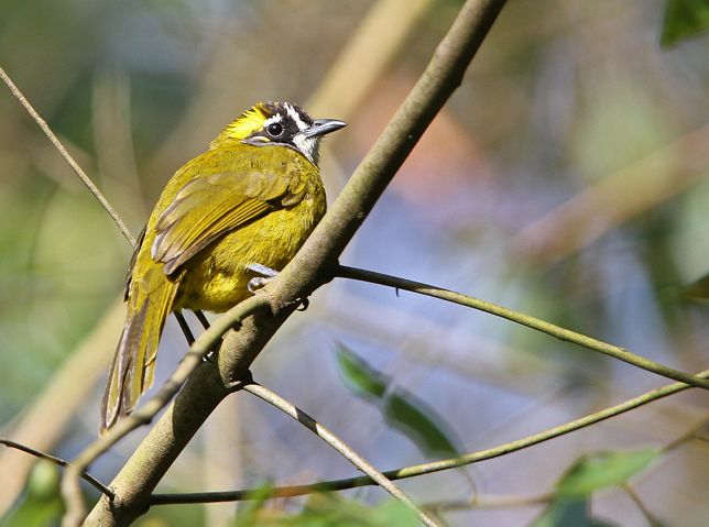 Sri Lankan Endemic Birds: Kaha kondaya - TheYellow-Eared Bulbul ...