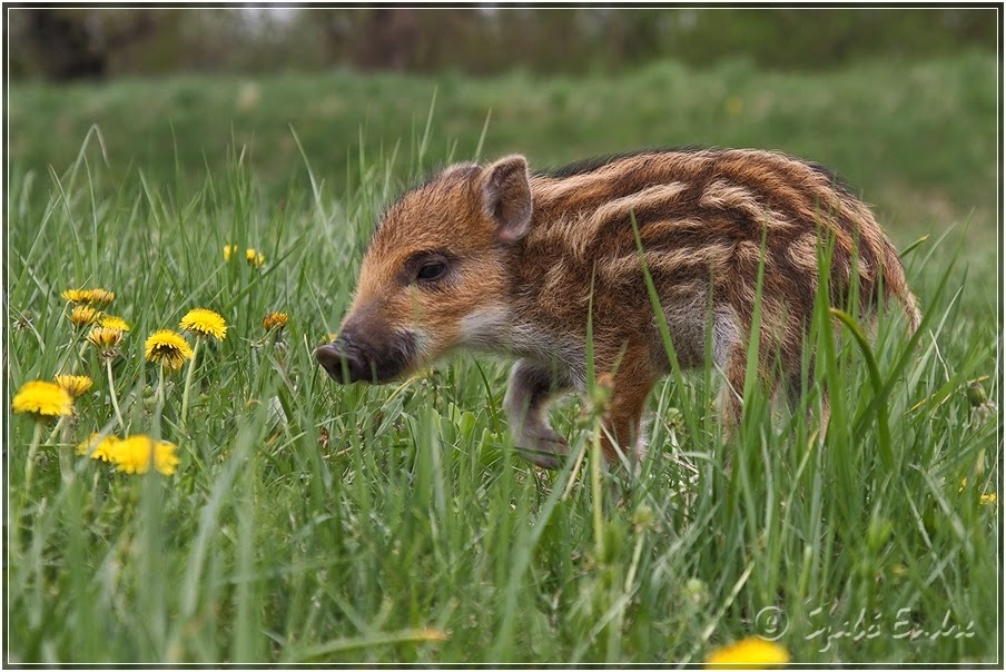 fotónapló: Malacka