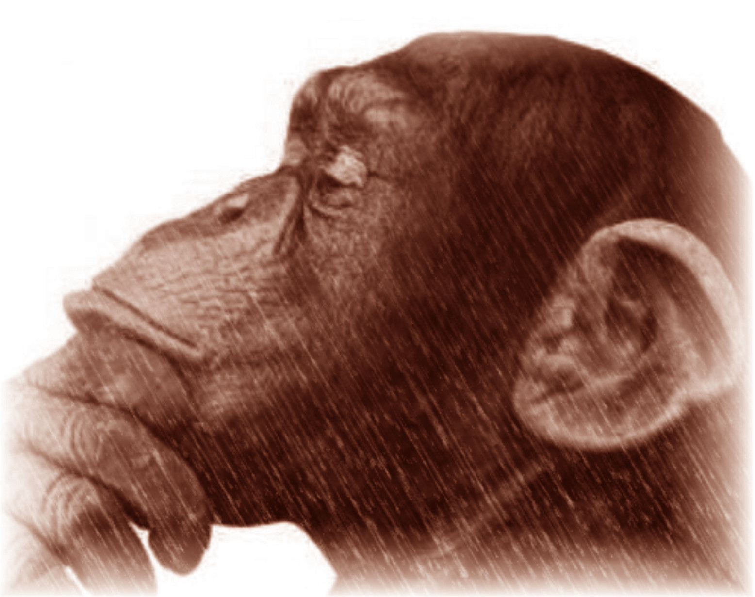 FILOSOFIA Y MAS®: EL FILOSOFO Y EL LENGUAJE