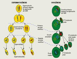 Biología: Ovogénesis