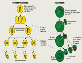 Biología: Ovogénesis