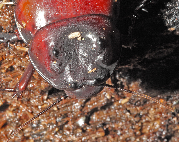 BunyipCo: March 2012