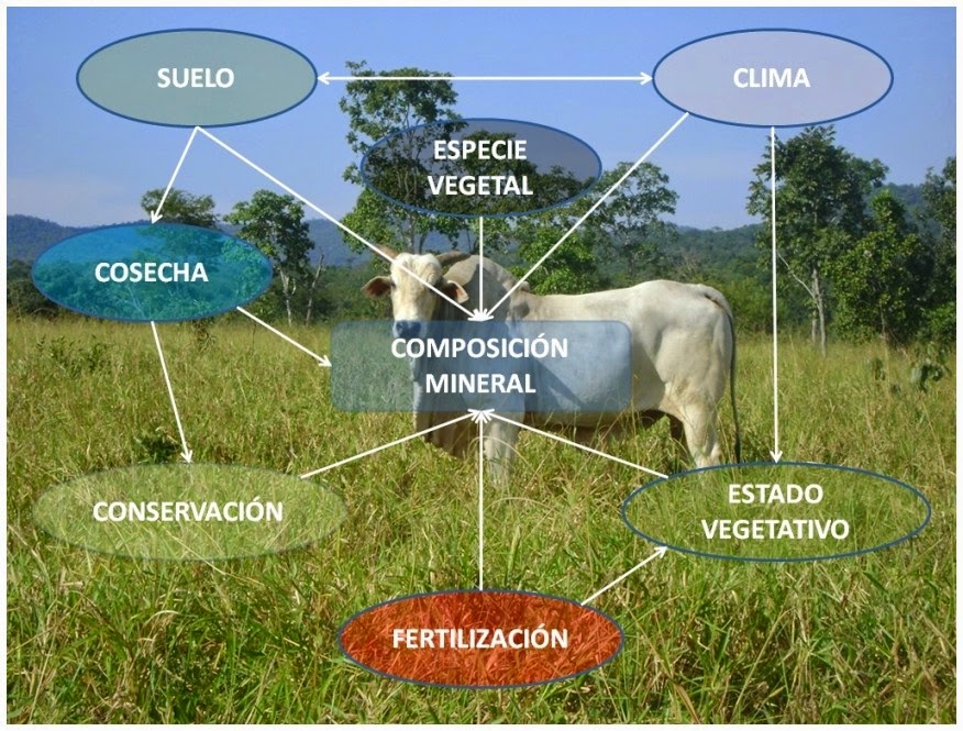 Generalidades de la Ganadería Bovina.: Los forrajes y el aporte de ...