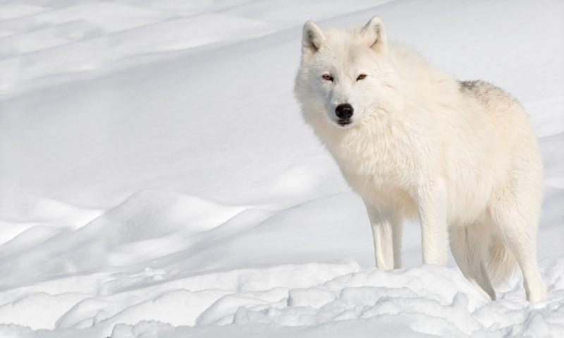 Arctic Wolf | The Life of Animals