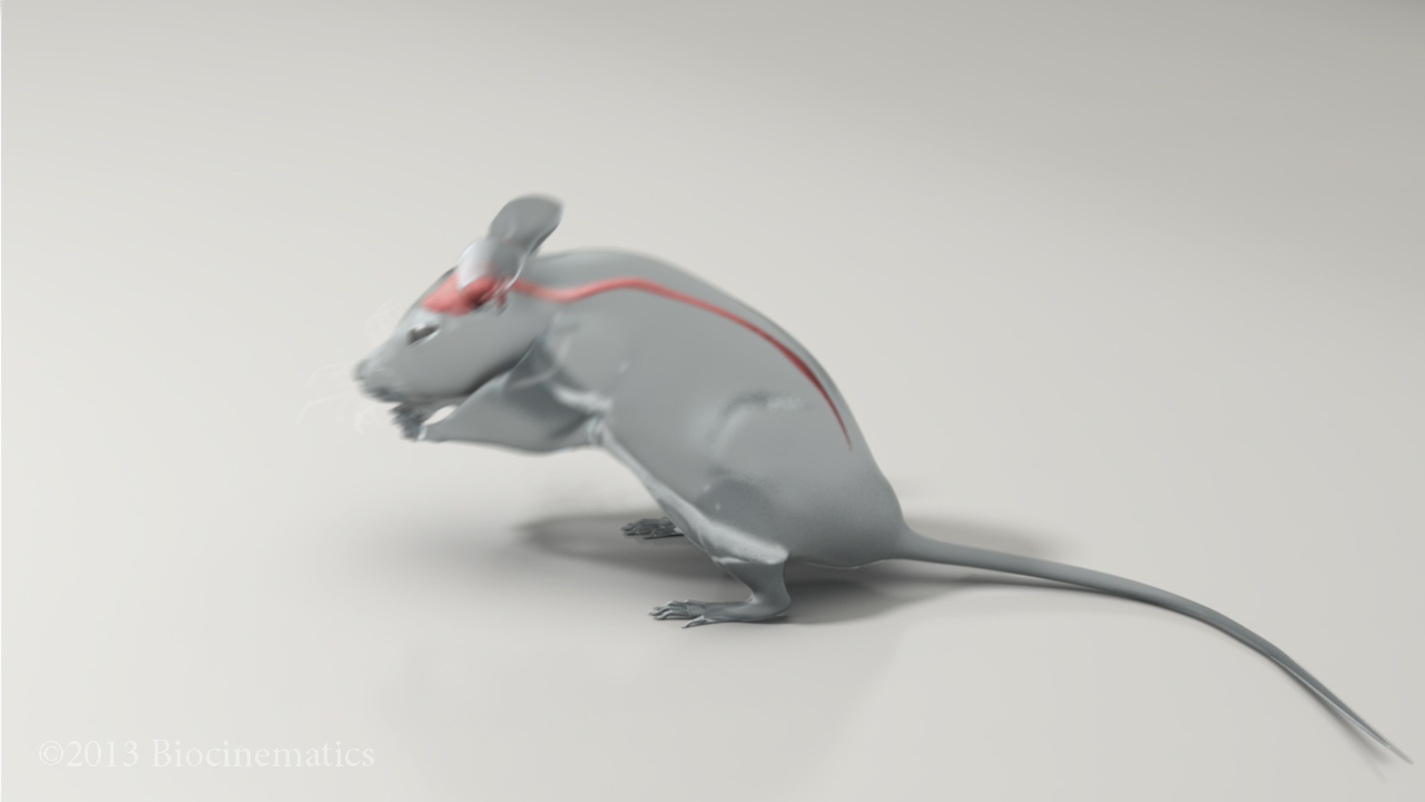 Biocinematics: May 2013