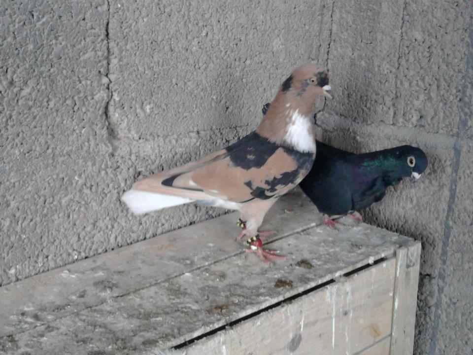 GREGORIO LAS MENSAJERAS Y PESCA ARGAMASILLA DE CALATRAVA: RAZAS DE ...