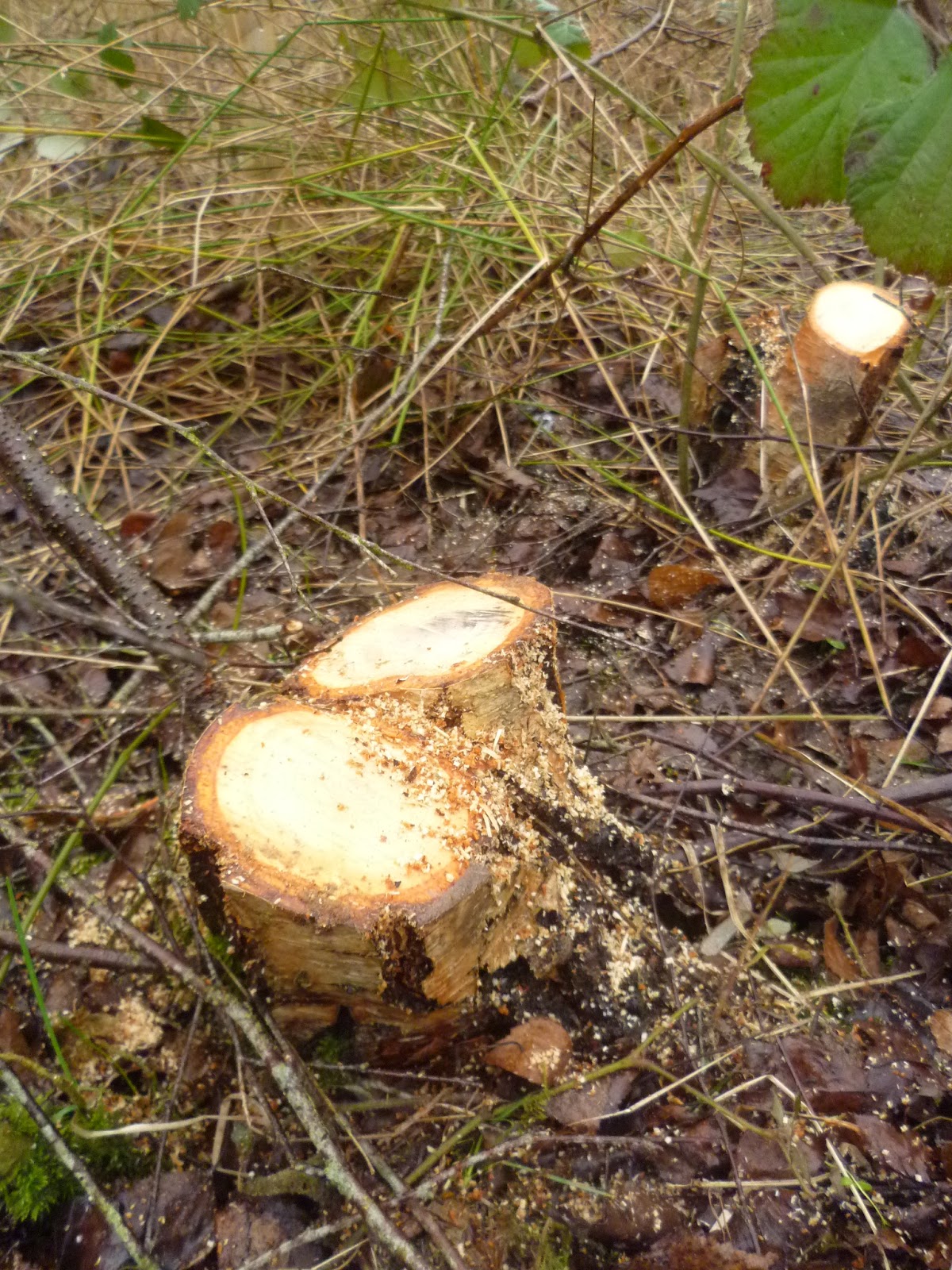 Worcester College Gardeners 2009-2018: Coppicing Hazel And Silver Birch