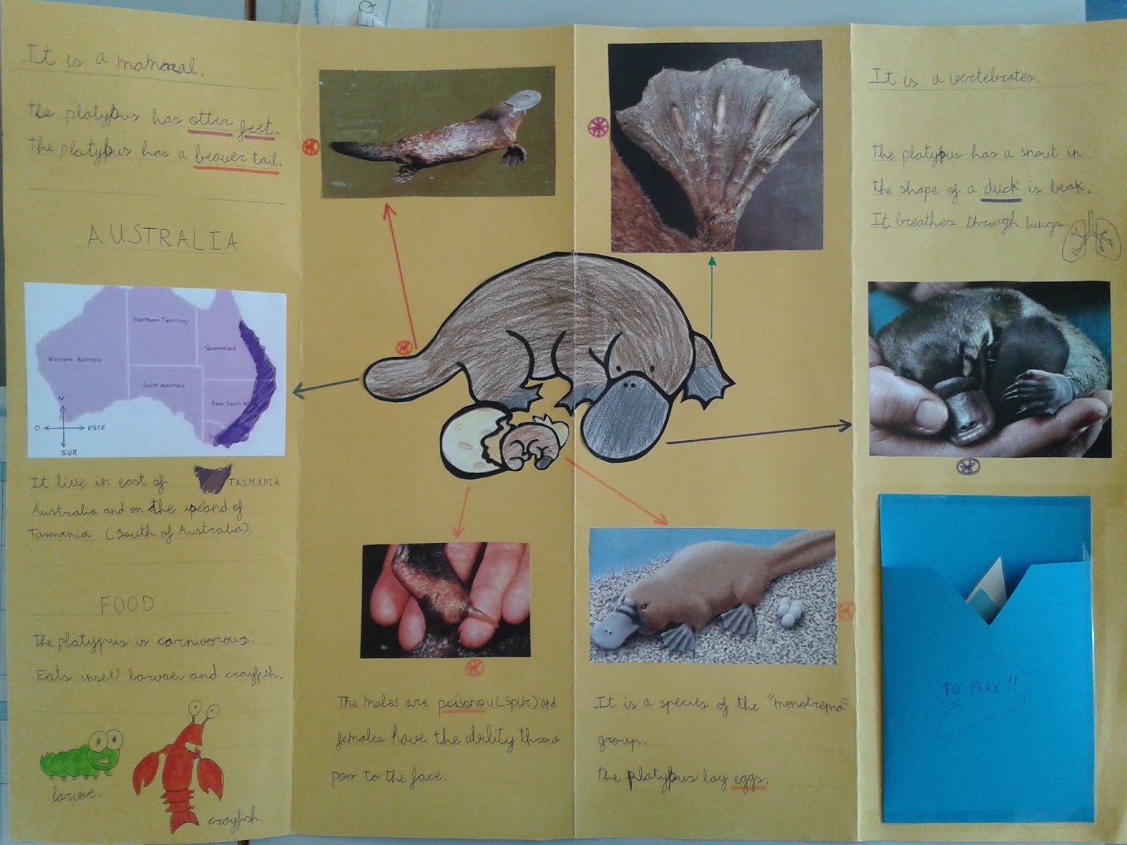 2º B (Eunate): Platypus lapbook