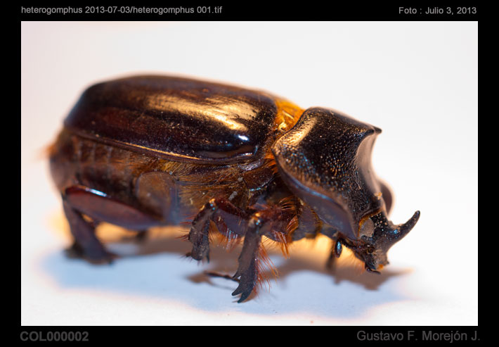 Coleoptera de Ecuador: Heterogomphus sp. (COL000002)