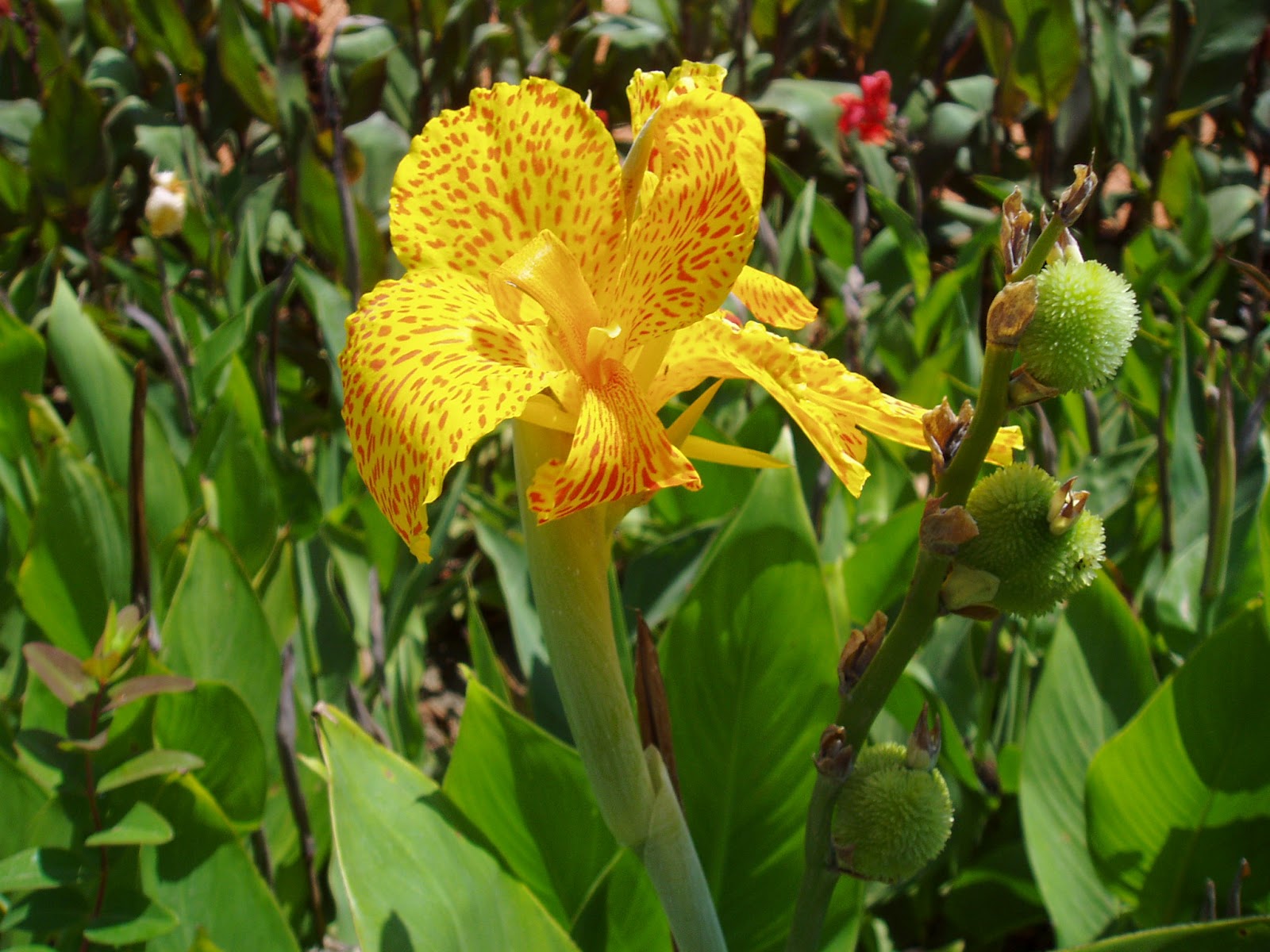 CAÑA DE INDIAS: Canna indica | Plantas rioMoros
