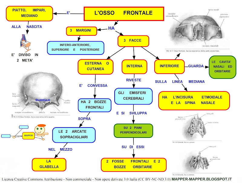 MAPPER: OSSO FRONTALE