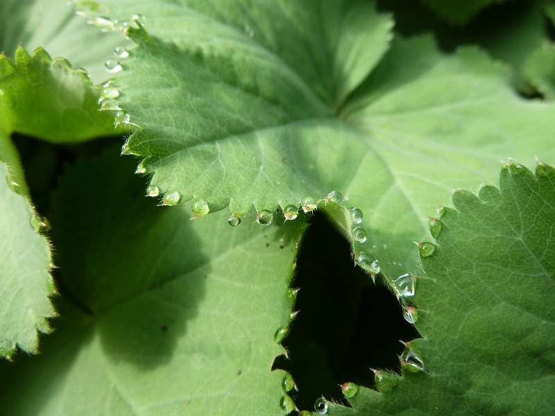 IN MÍJN TUIN ... : 06/29/12