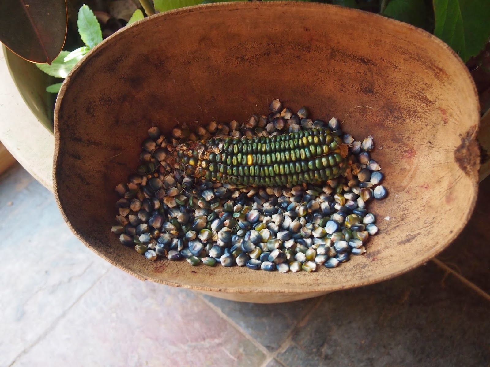 Ntoto (Earth) No Life Without Her!: Massango / Maiz : Sacred Tratado ...