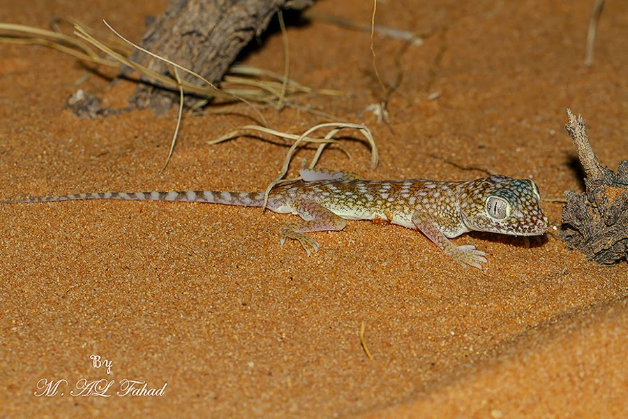 Birds of Saudi Arabia: Three common Lizards near Al Thweer – Records by ...