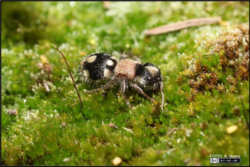 FAUNA AUXILIAR: FAMILIA MUTILLIDAE