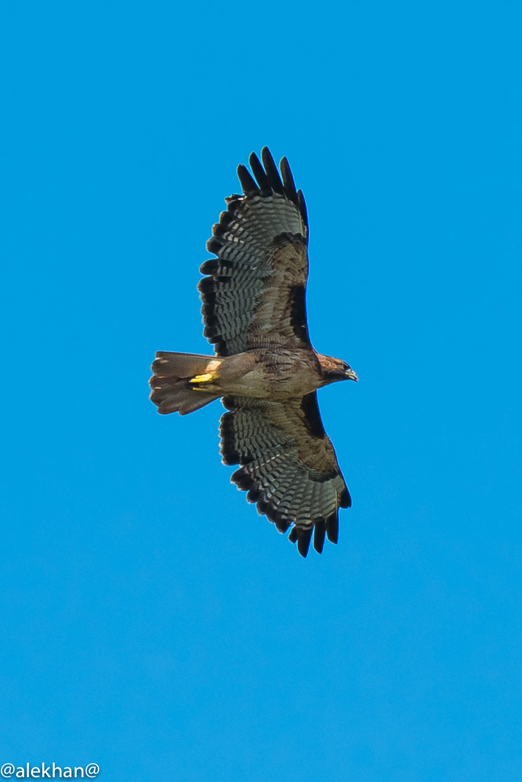 Pájaros, Pajarracos: Gavilán de cola roja (US)