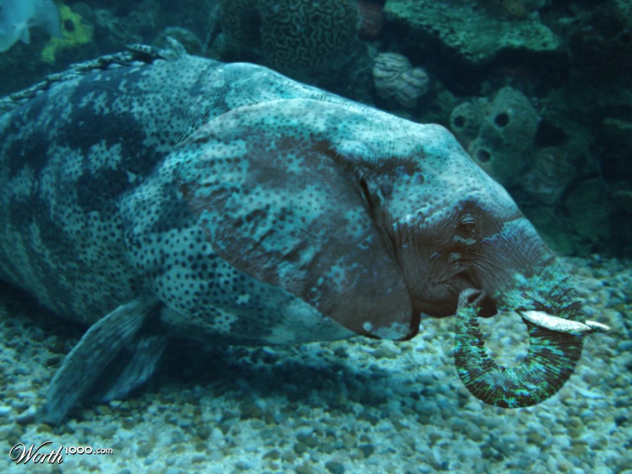 Elephant Fish - Animals Photos