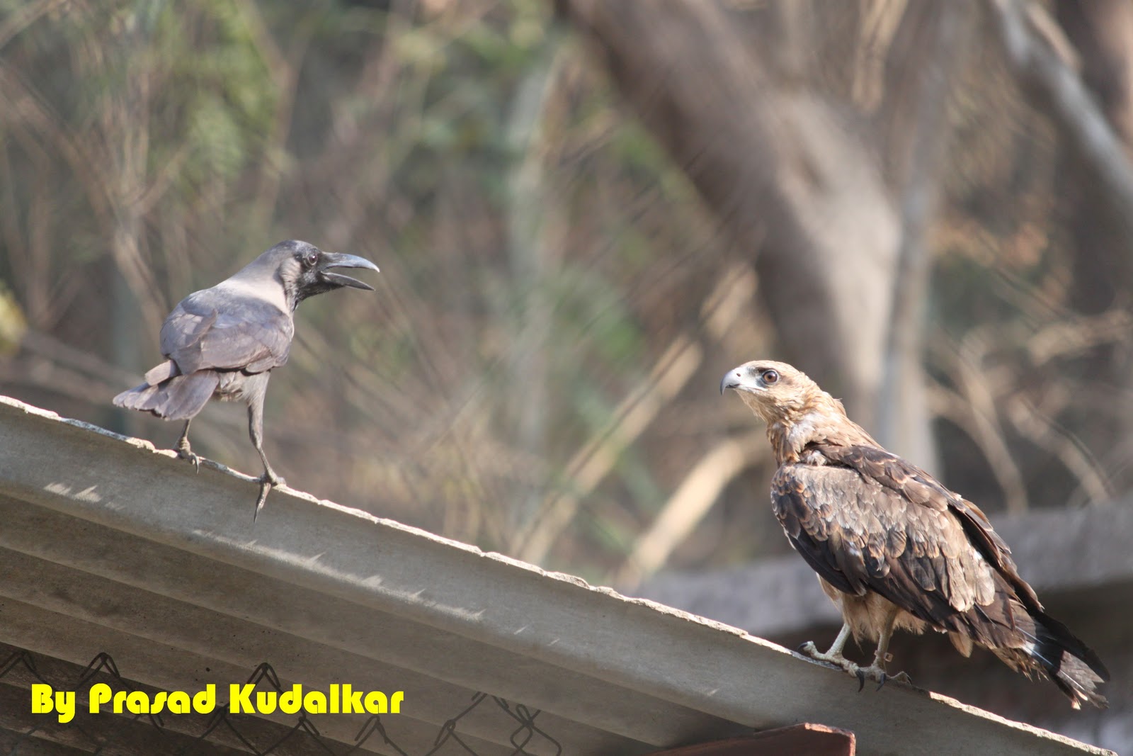 Wild Life Photography in Maharashtra: Birds in Maharashtra