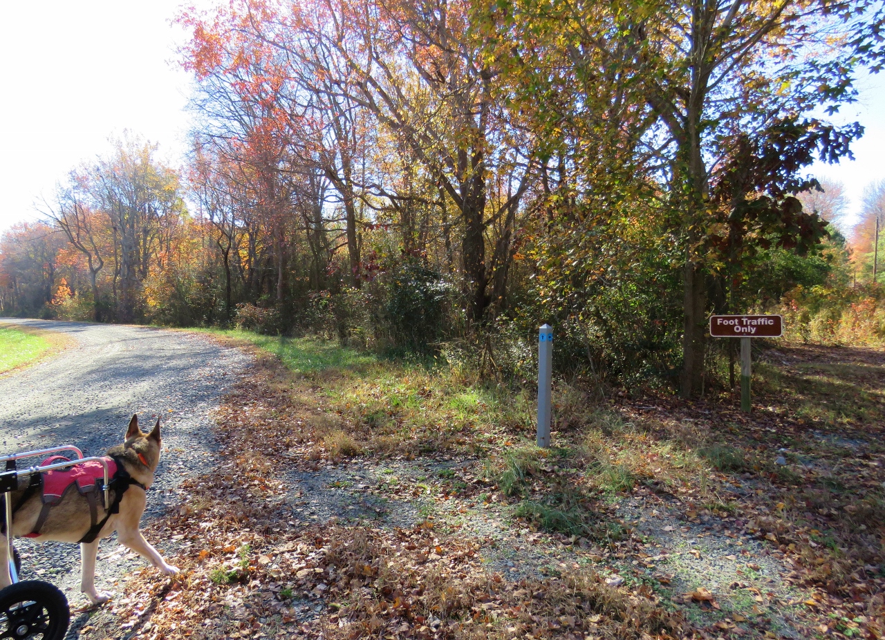 Gone Hikin': Prime Hook National Wildlife Refuge, DE
