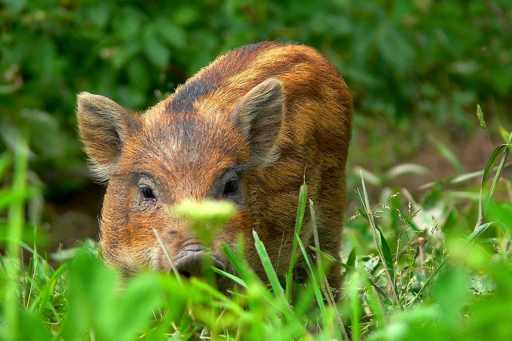 Łemkowyna, na Beskidzie Niskim: Dzik jest dziki, dzik jest zły...
