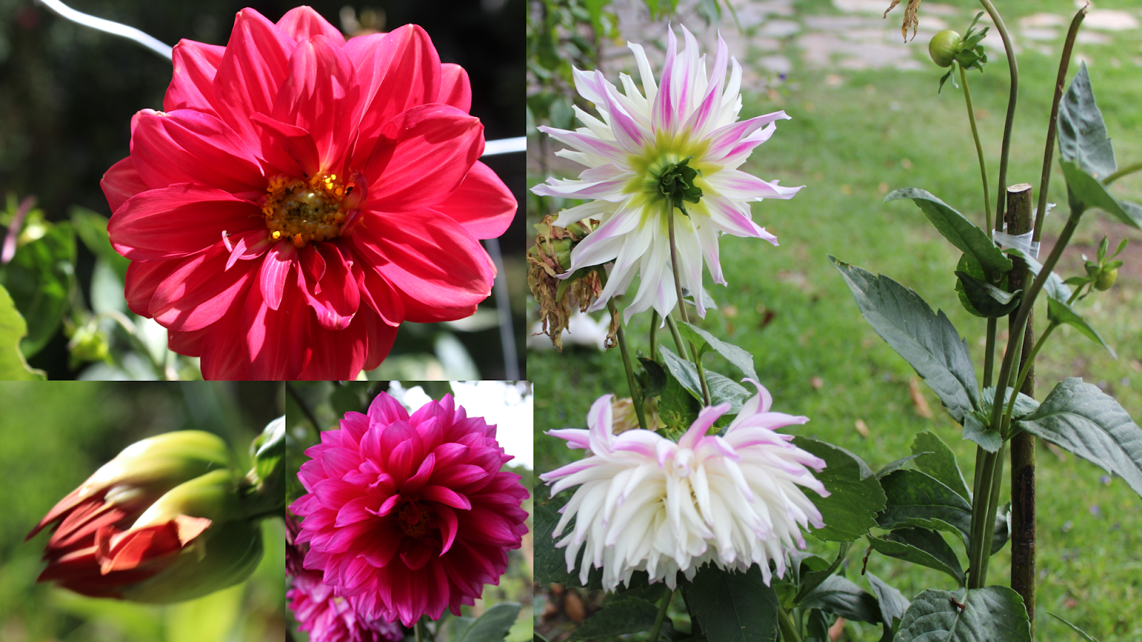 Las dalias en los agroecosistemas tradicionales/ Dahlias in traditional ...