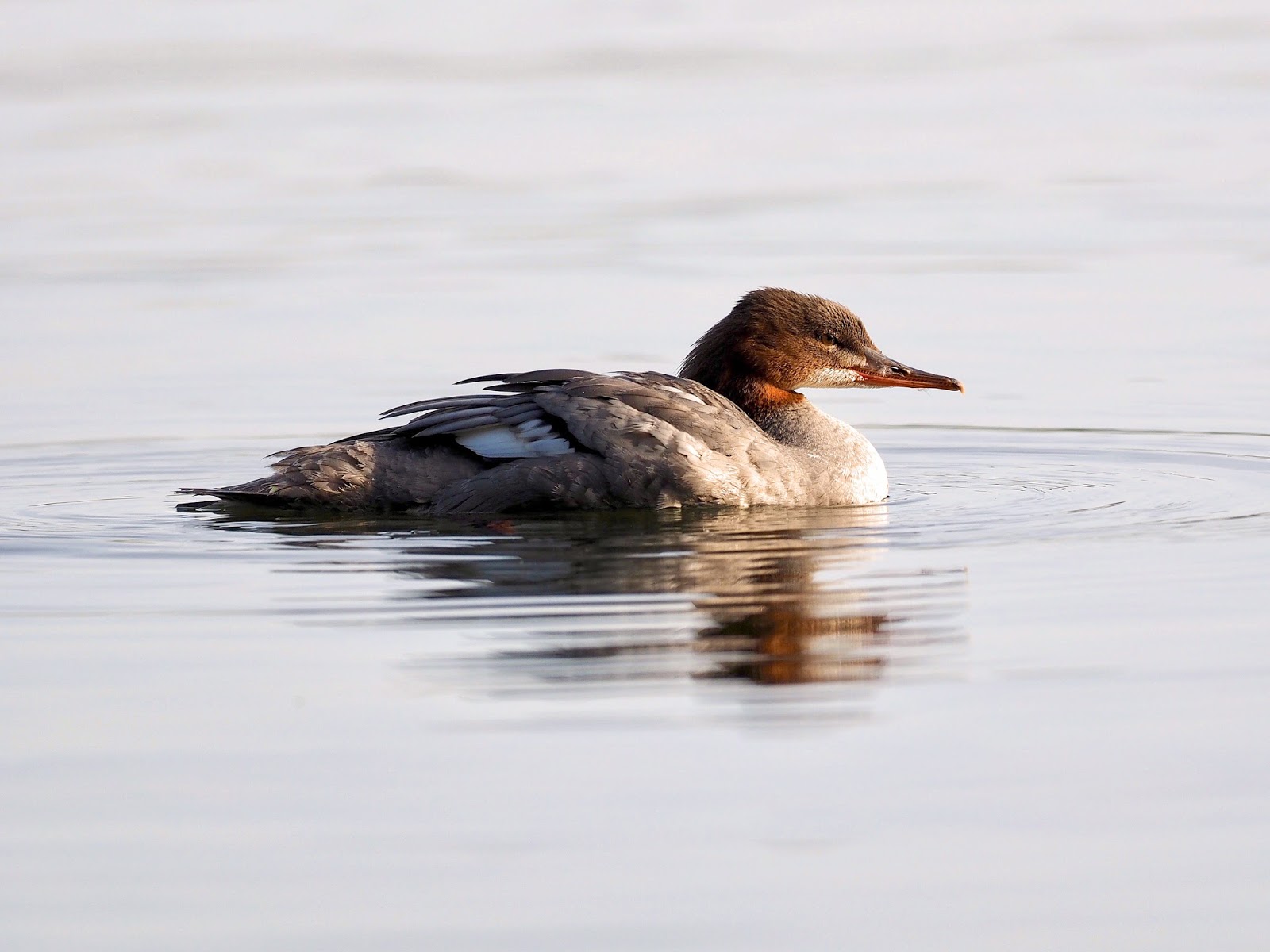 Peterborough Bird Club Gallery: Goosander (Fem) - Ferry Meadows