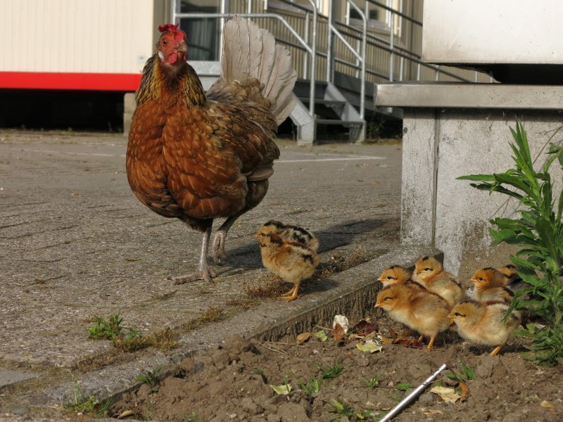 LB55'55-Emiel-on-the-blog: Mother Chicken & Rooster Familyman and Their ...