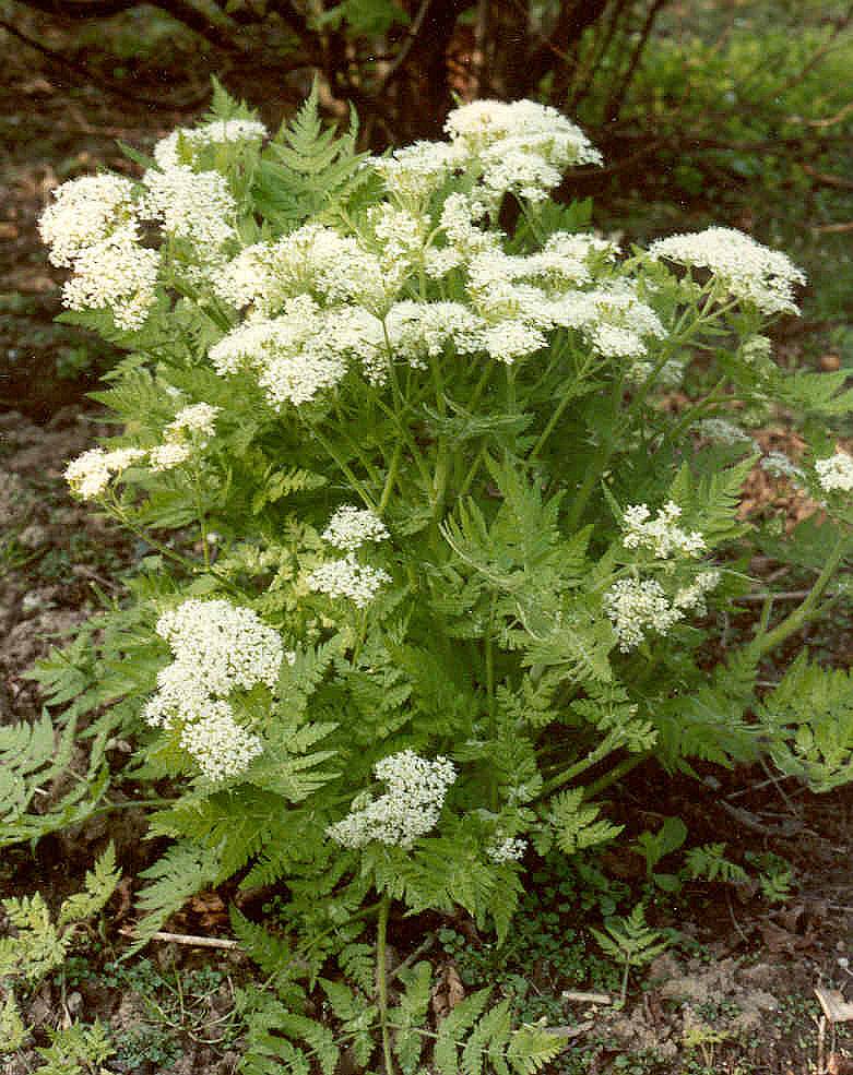 Seminte si plante de gradina hobby: Smirna-Myrrhis odorata