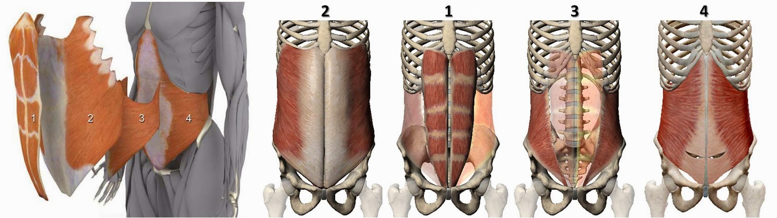 Nutritional Aids il blog di Pasquale Di Gioia: Ancora sull'anatomia ...