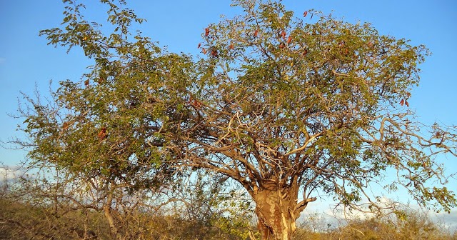 Petrolândia em Foco: Jucá ou pau ferro, uma planta medicinal na ...