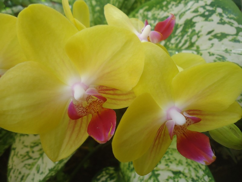 Menakjubkan 21+ Gambar Anggrek Putih Kuning - Gambar Bunga Indah