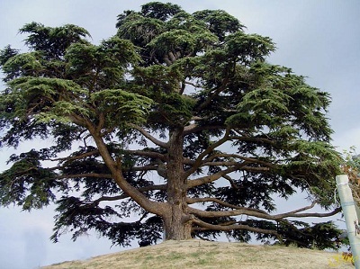 CEDRO :'''NO LO SE!!!... ¿O SI?