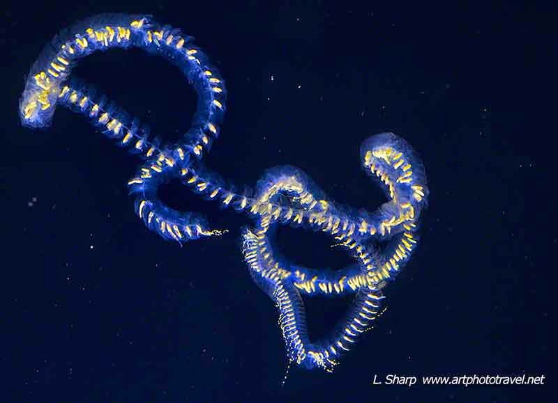 Wonder in Ali's Land: Learn Something: Siphonophorae