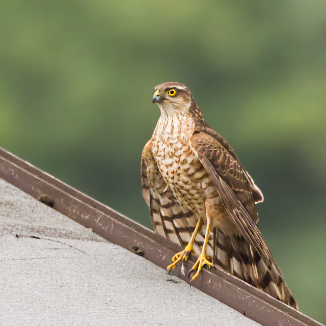 Neil's Bird photography
