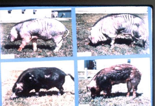 Growing It All : Heritage Pig Breed : Meishan, Its History in America