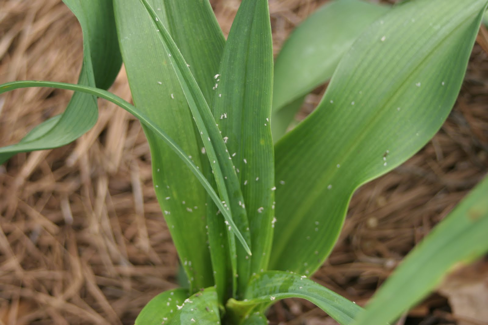 Jims' Daylily Blessings: Whats Bugging You