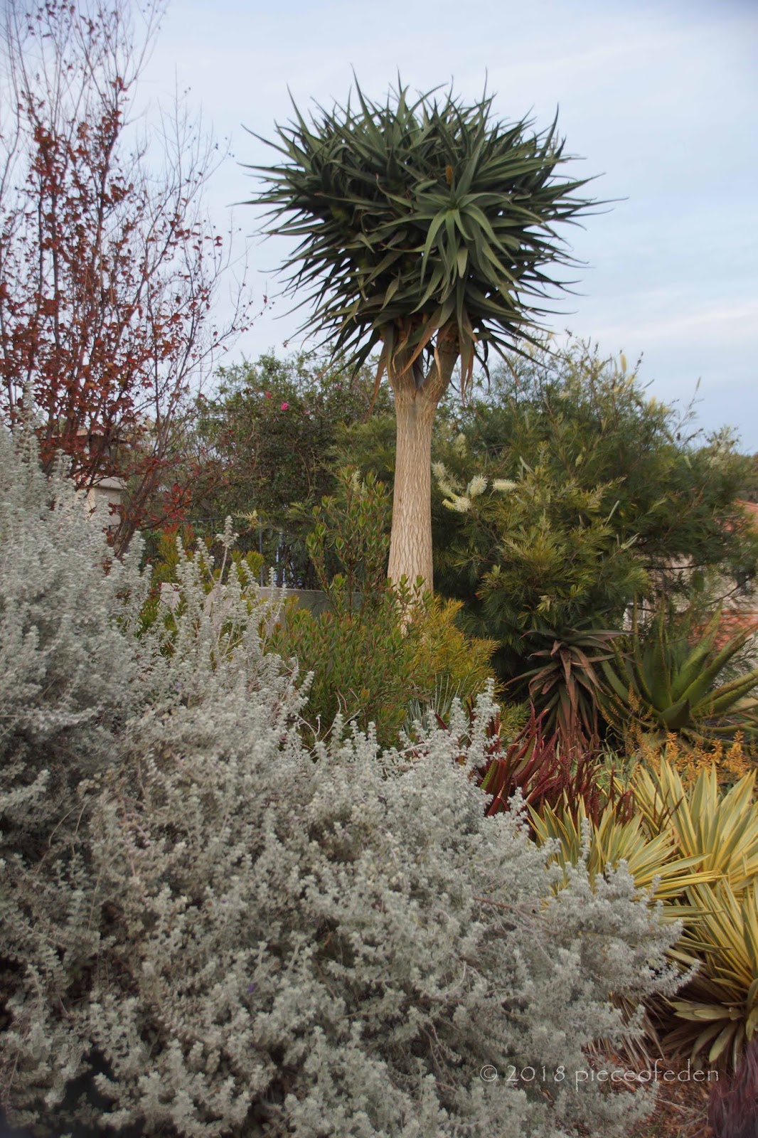 First Aloe/Aloidendron 'Hercules' Flower