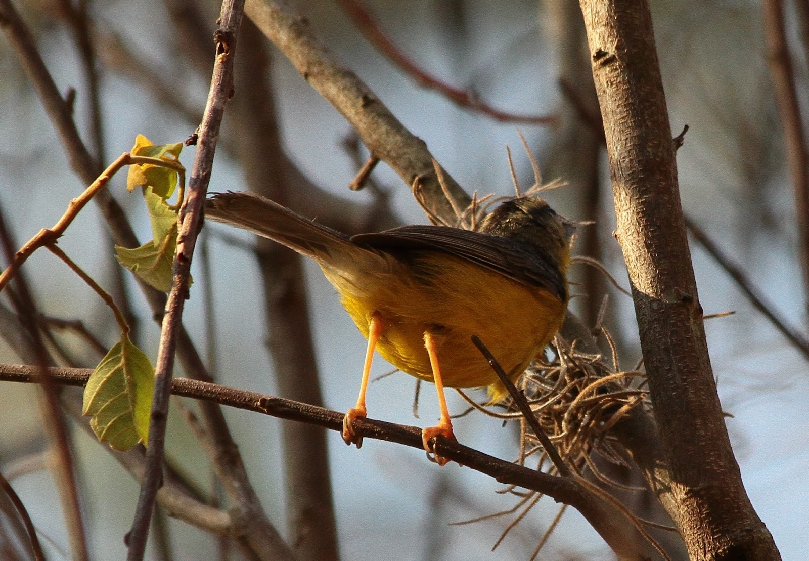Nuestro bello mundo...: Subiendo a Sabas Nieves, El Avila, Abril 2013