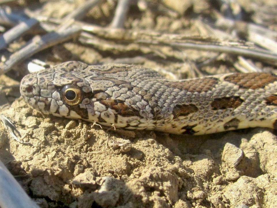 Ερπετά και αμφίβια της Κύπρου - Reptiles and amphibians of Cyprus by ...