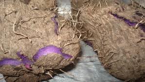 Tanaman Dan Buah Untuk Kesehatan : Khasiat umbi uwi bagi kesehatan