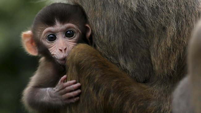 Cosas Que Hay De Saber: Encuentran La Cura Para El VIH Sida En Un Mono 2020