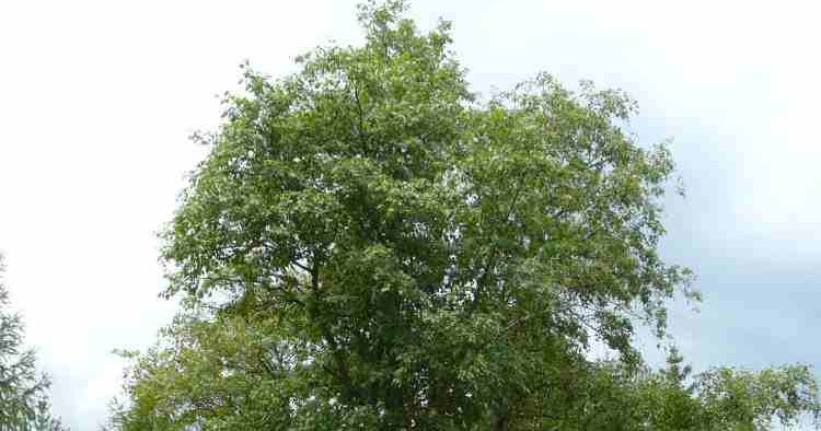 Trees Planet: Alnus incana - Grey Alder