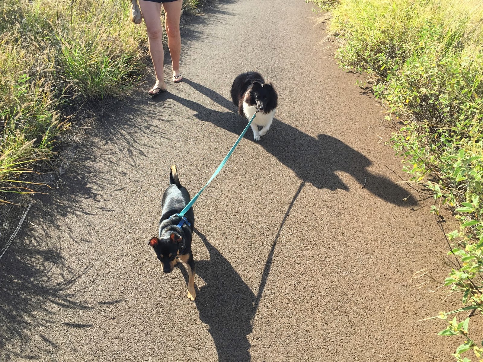 Such Good Dogs: Happy Birthday Devo!