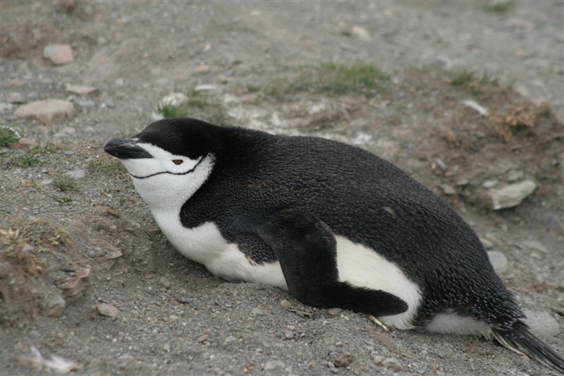 A PENGUIN A DAY KEEPS THE DOCTOR AWAY ...: Penguin Smile | Das Lächeln ...