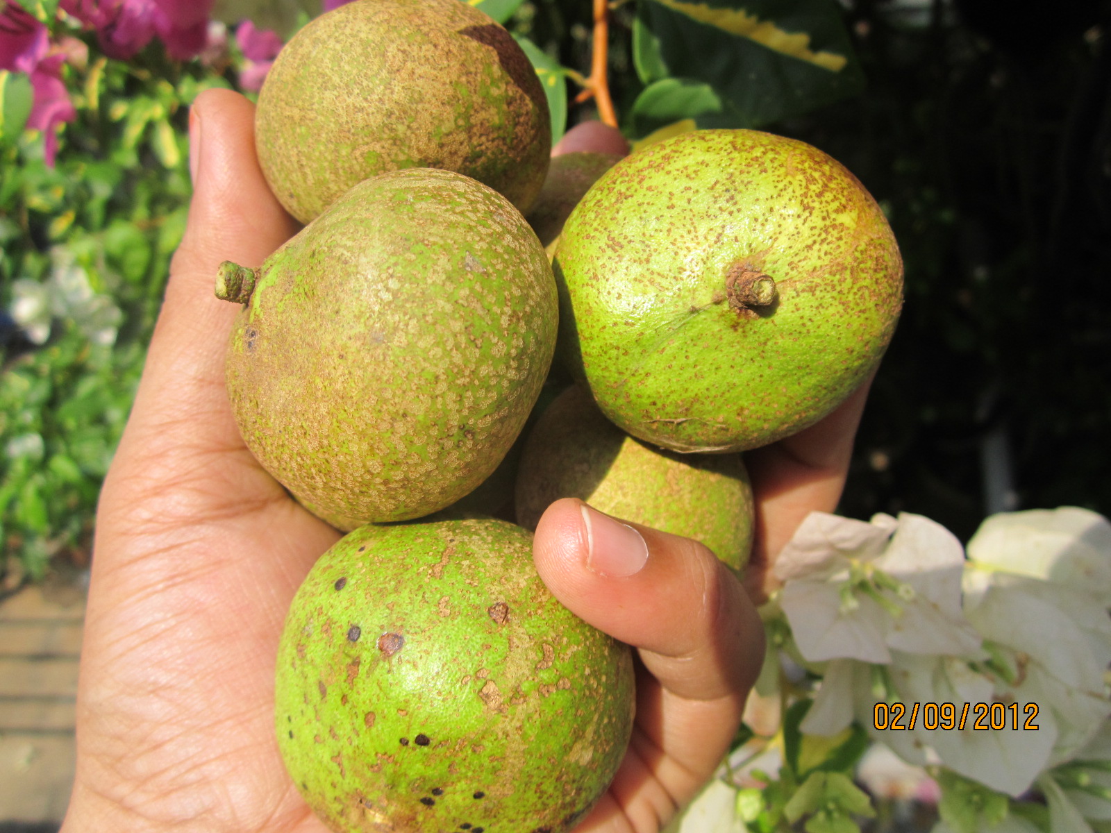 Anika MyRasa: LONGAN BRAZIL- BUAH EDISI TERHAD/JARANG BERBUAH