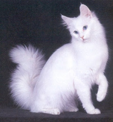 Turkish Angora Cats Information-Facts & Pictures | All Wildlife Photographs