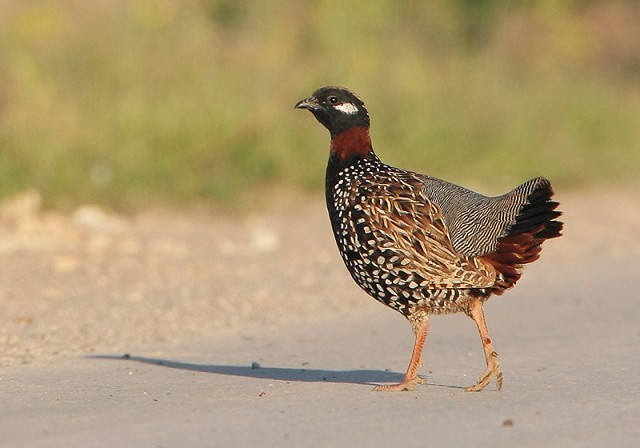 Beautiful Black Francolin/Kala Teetar