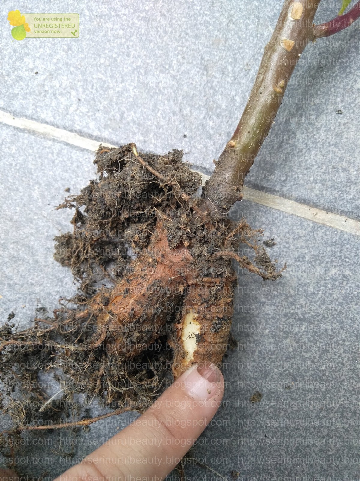 Healthy Nurul Beauty: Talinum paniculatum (ginseng jawa) at home.